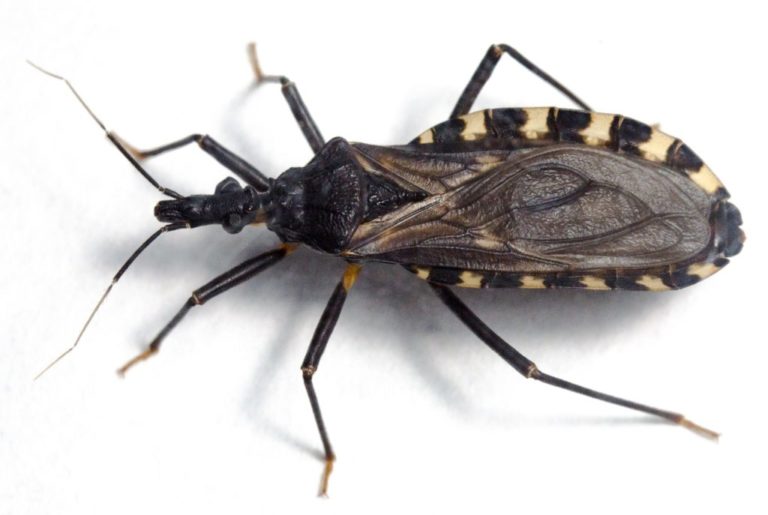 Top 5 West Texas Pests: Identification & Management Guide