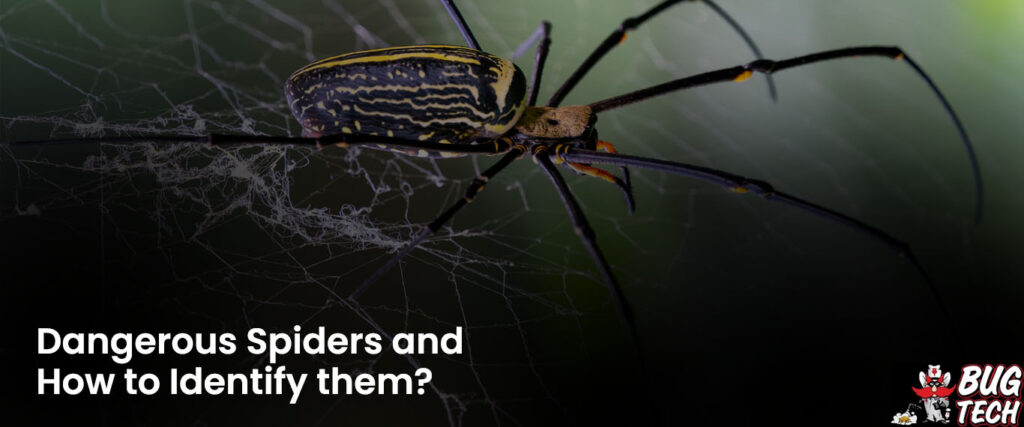 Dangerous Spiders and How to Identify them - Bug Tech