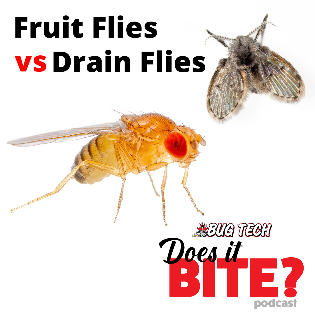 Fruit Flies Vs Drain Flies