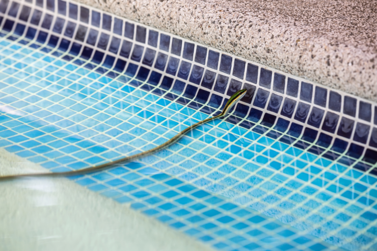 Snake in Pool | Safe Removal and Prevention Tips