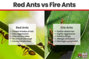Red Ants vs Fire Ants: Key Differences & Control Tips