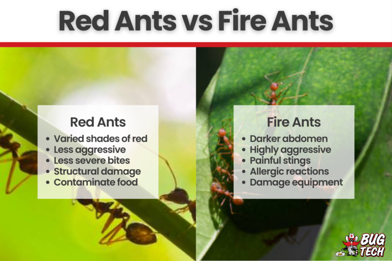 Red Ants vs Fire Ants: Key Differences & Control Tips